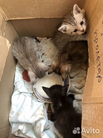Котята в добрые руки