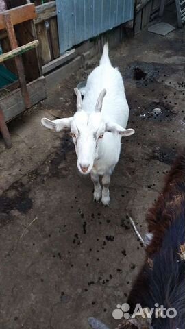 Коза молочная,семь месяцев