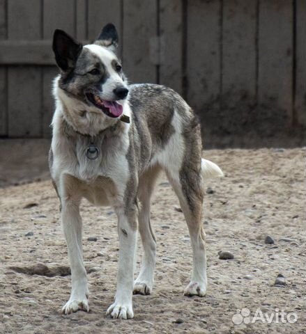 Белла ищет дом