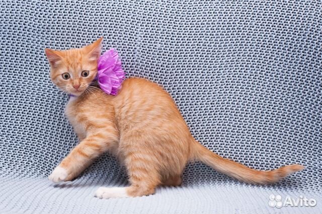 Отдам котенка Рыжее счастье