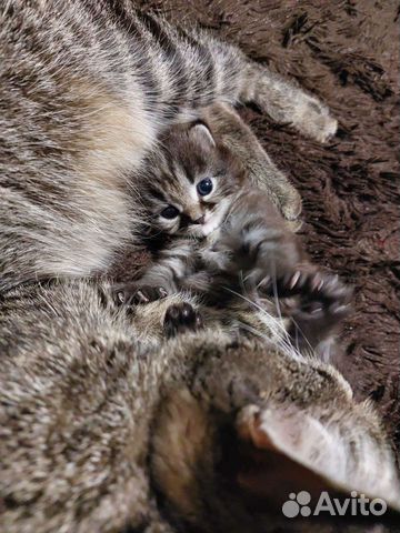 Кошечка 1мес