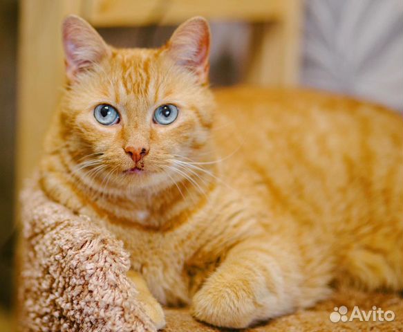 Рыжему котику нужен дом