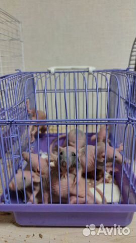 Крыса сфинкс