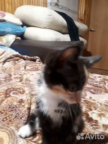 Кошка в дар