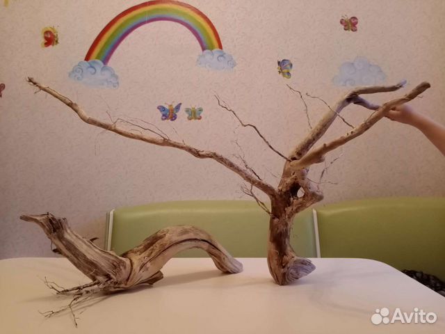 2 коряги с тоненькими усиками