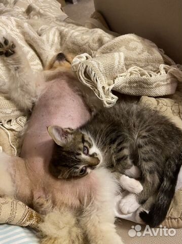 Котенок безумно ласковый