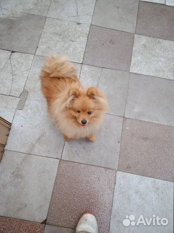 Подрощенная девочка шпиц