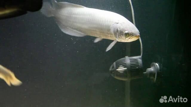 Арована Нильская в наличии