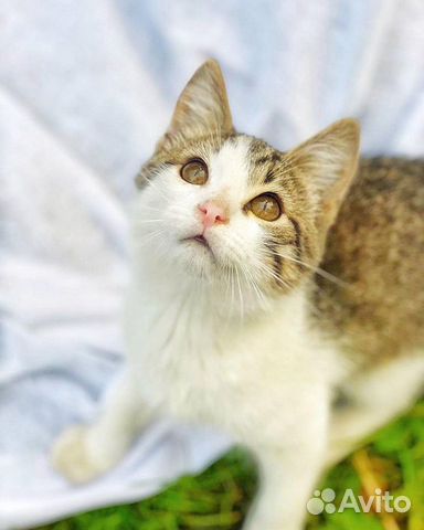 Отдаю котенка Лизуна 3 месяца в дар