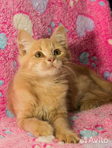 Алиса ищет дом