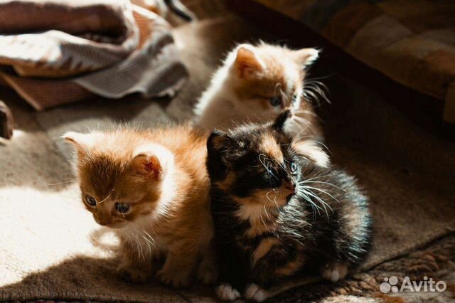 Котята в добрые руки