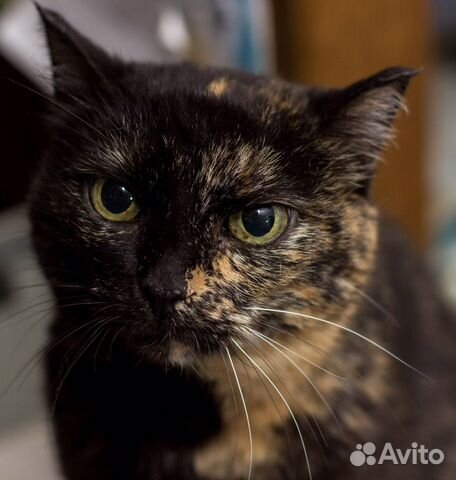 Милейшая кошечка Агата в добрые руки