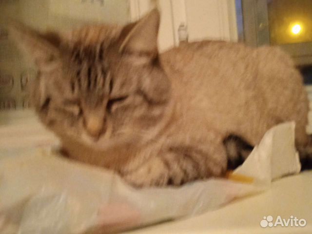 Нашли кота/кошку на улице