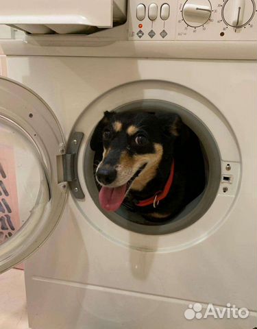 Метис таксы, ищет дом и семью