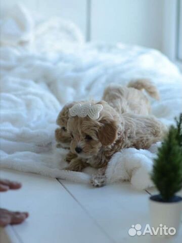 Мальтипу Ф1