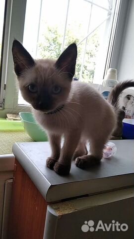 Кошка и кот сиамской породы. Коту 8 лет а маленько