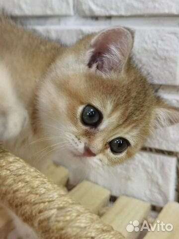 Британская золотая Масянечка