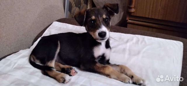 Метис в добрые руки