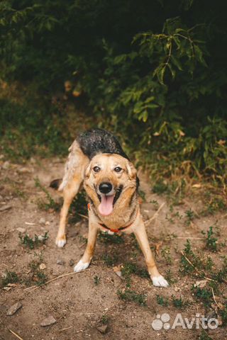 Милая Креветка ищет свою семью