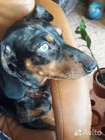 Щенки мраморной таксы