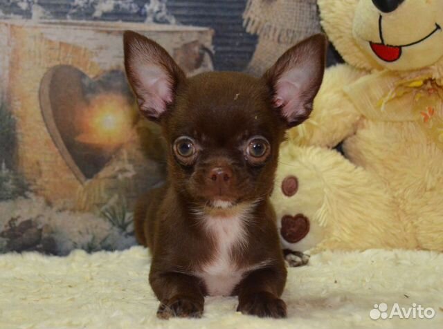 Весёлый мальчиш