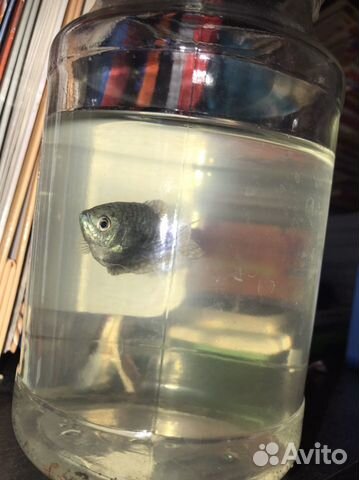 Аквариумная рыбка