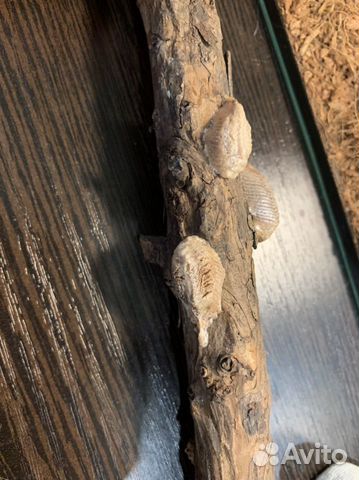 Оотека богомола