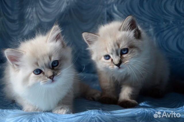 Котята Невской маскарадной