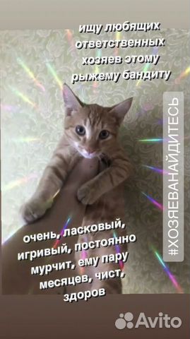 Котик рыженький