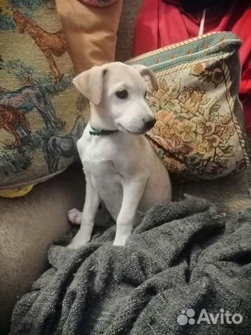 Щенок в добрые руки Жемчужинка