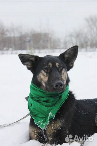 Лютик ищет свою семью