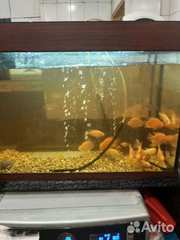 Аква с рыбками