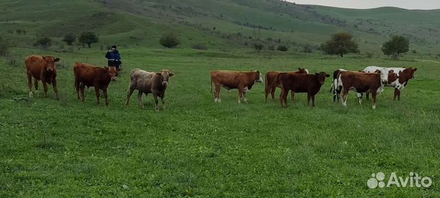 Бычки (подсосные)