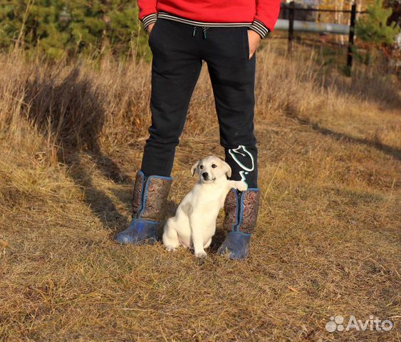 Трогательная щенуля Клепа, в дар