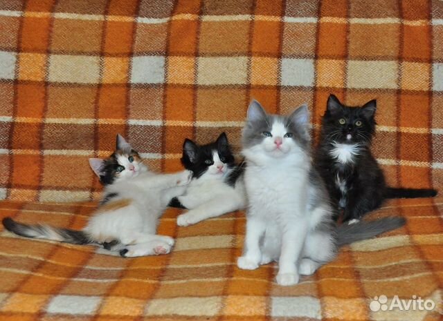 Котята