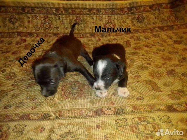 Собаки щенки