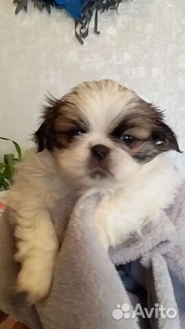 Щенки пекинеса