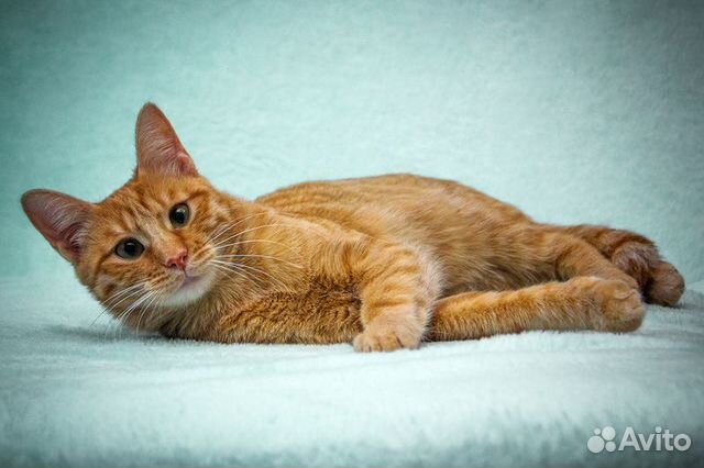 Рыжая очаровательная кошечка Рыжуля в дар