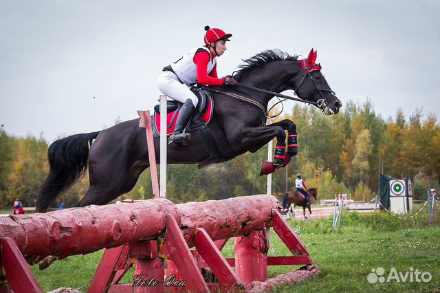 Спортивная кобыла 176 в холке. 2016 гр