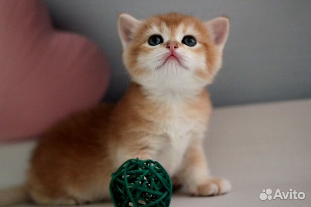 Осеннее золото, ny12, шикарный мальчик