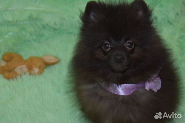 Шпиц - черныш