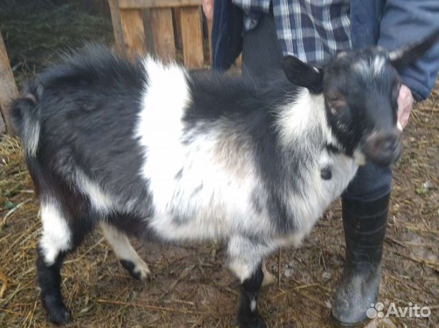 Козел зааненский десятимесчный