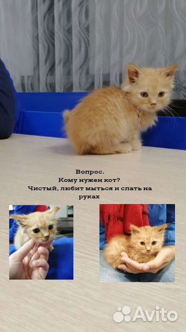 Рыжий котенок мальчик