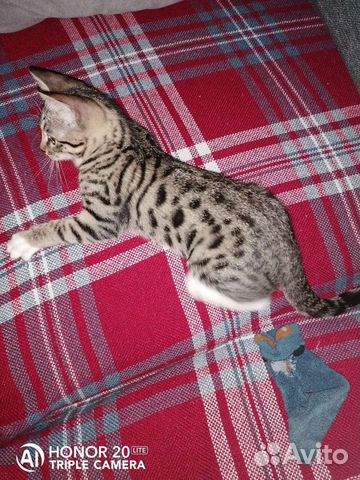 Помесь Бенгальская