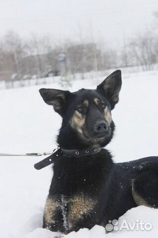 Собака даром