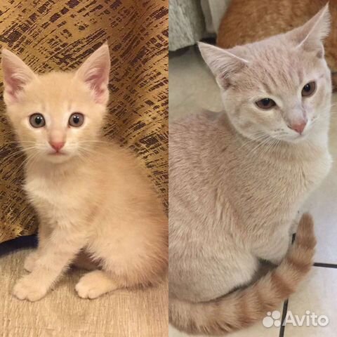 Котенок персиковый