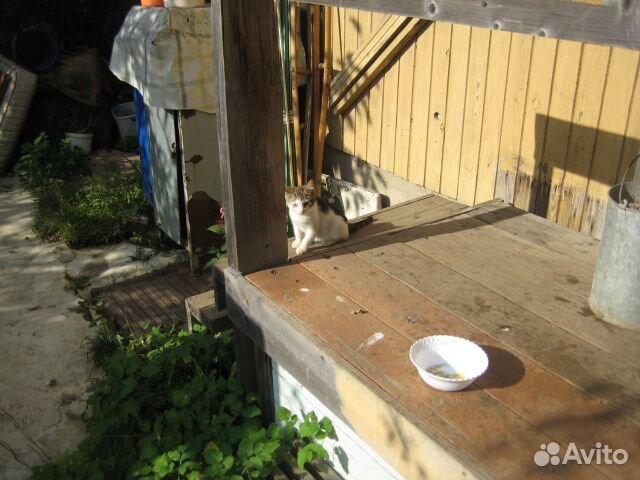 Котик с разными глазами