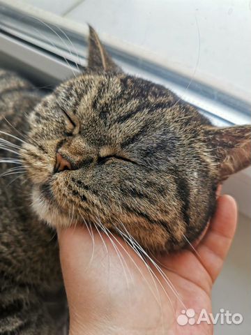 Плюшевый котик к заботливому хозяину