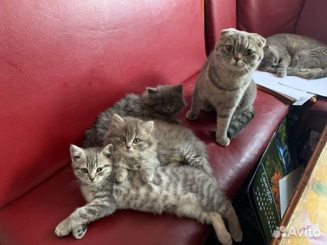 Котята британские мальчики
