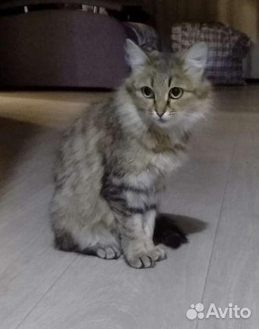 Отдам шикарную кошечку